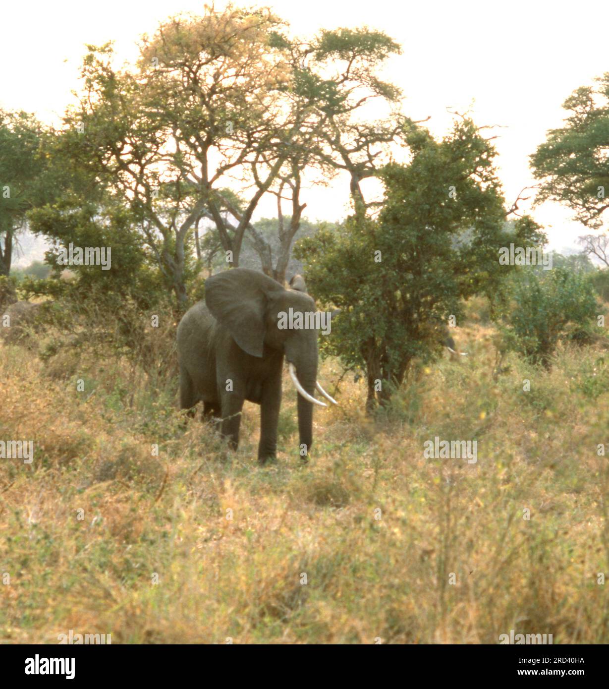 Tanzania and Zanzibar in 1998. Lifestyle, culture and wildlife ...
