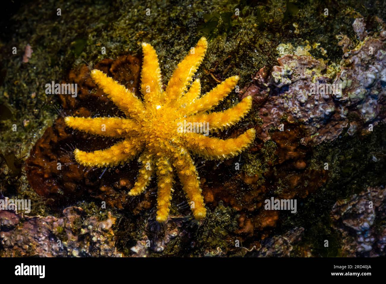 Young Sunflower Sea Star, Pycnopodia helianthoides, underwater in a ...