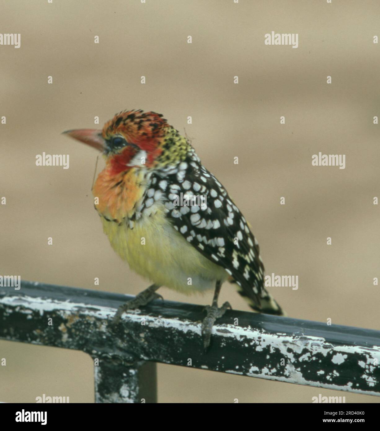 Tanzania and Zanzibar in 1998. Lifestyle, culture and wildlife ...