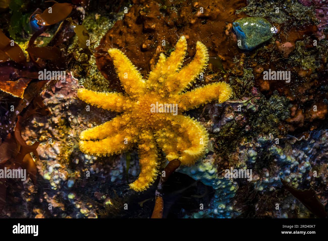 Young Sunflower Sea Star, Pycnopodia helianthoides, underwater in a ...