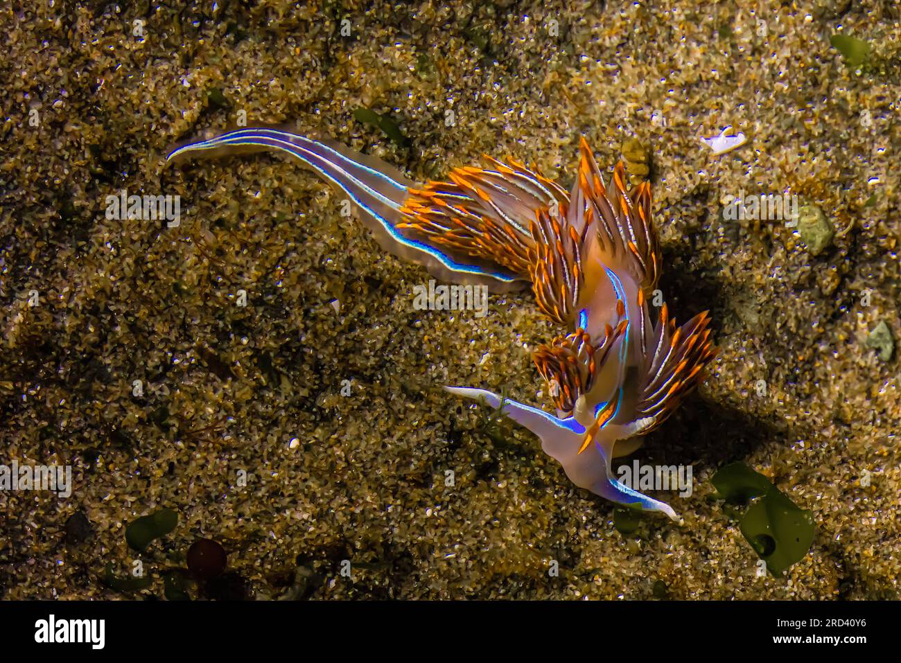 Thick-horned Nudibranch, Hermissenda crassicornis, in a tide pool at ...