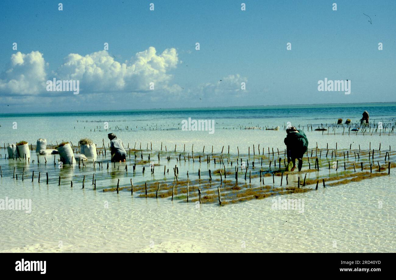 Tanzania and Zanzibar in 1998. Lifestyle, culture and wildlife ...