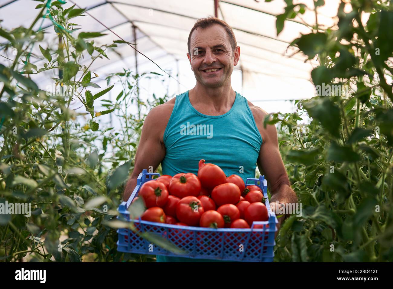 Farmer picking tomatoes in a crate in his greenhouse garden Stock Photo - Alamy