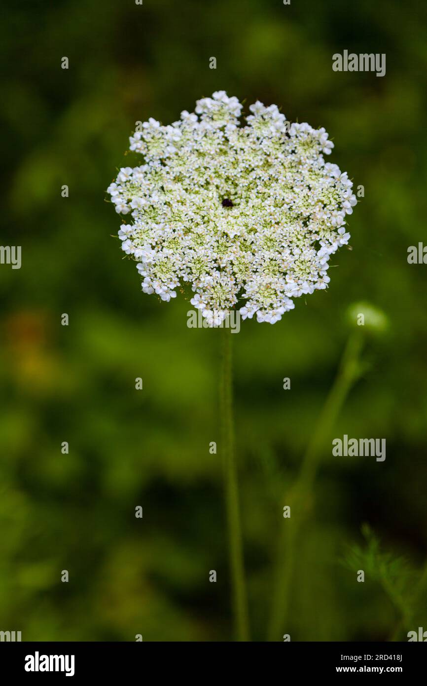 Roadside weed in the Muskoka Lakes region of Ontario Canada Stock Photo ...