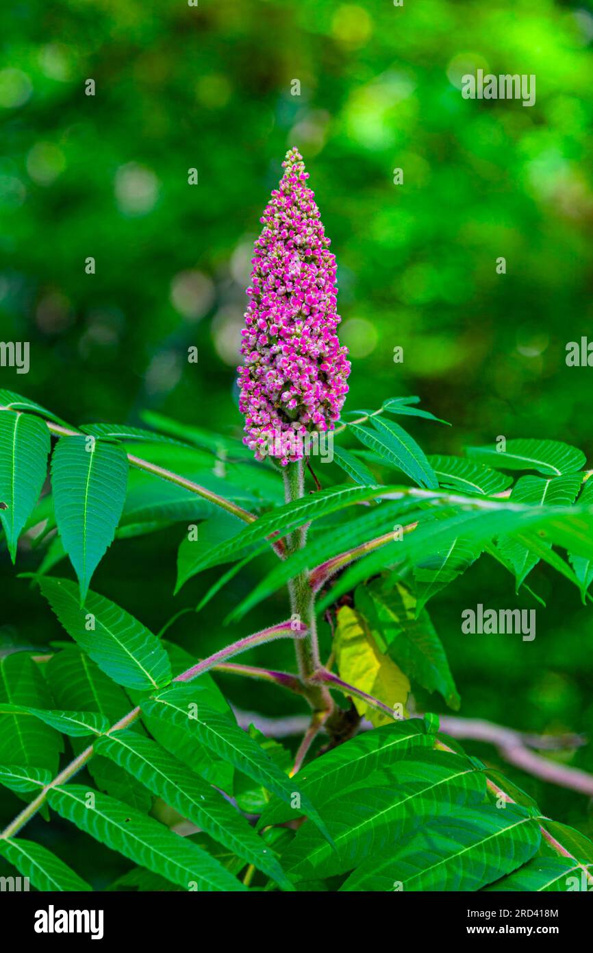Roadside tree in the Muskoka Lakes region of Ontario Canada Stock Photo ...