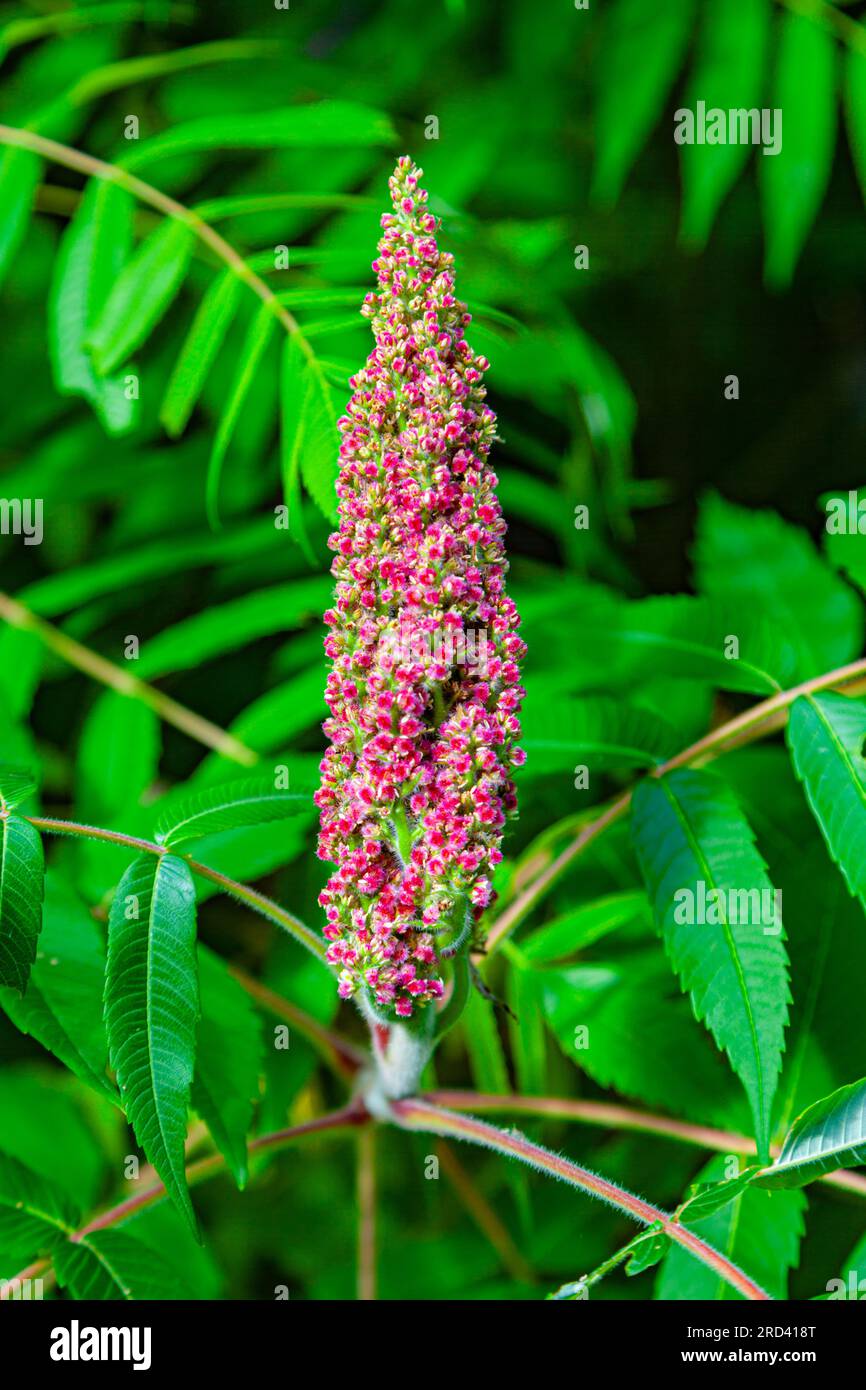 Roadside tree in the Muskoka Lakes region of Ontario Canada Stock Photo ...