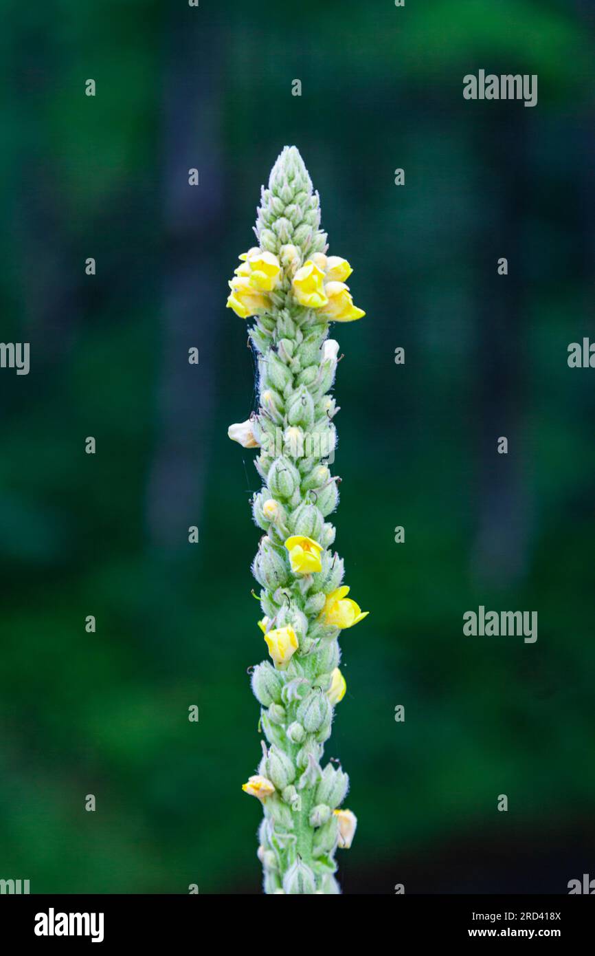 Roadside weed in the Muskoka Lakes region of Ontario Canada Stock Photo ...