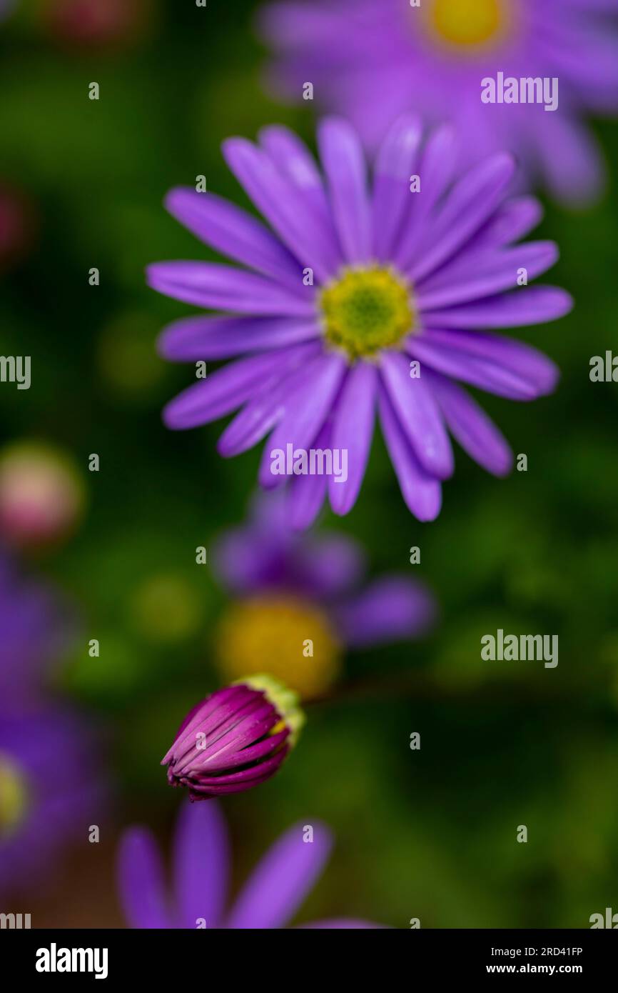 Prolific and stunning Brachyscome Angustifolia 'Brasco Violet’. Natural ...
