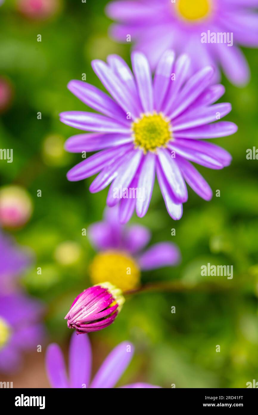 Prolific and stunning Brachyscome Angustifolia 'Brasco Violet’. Natural ...