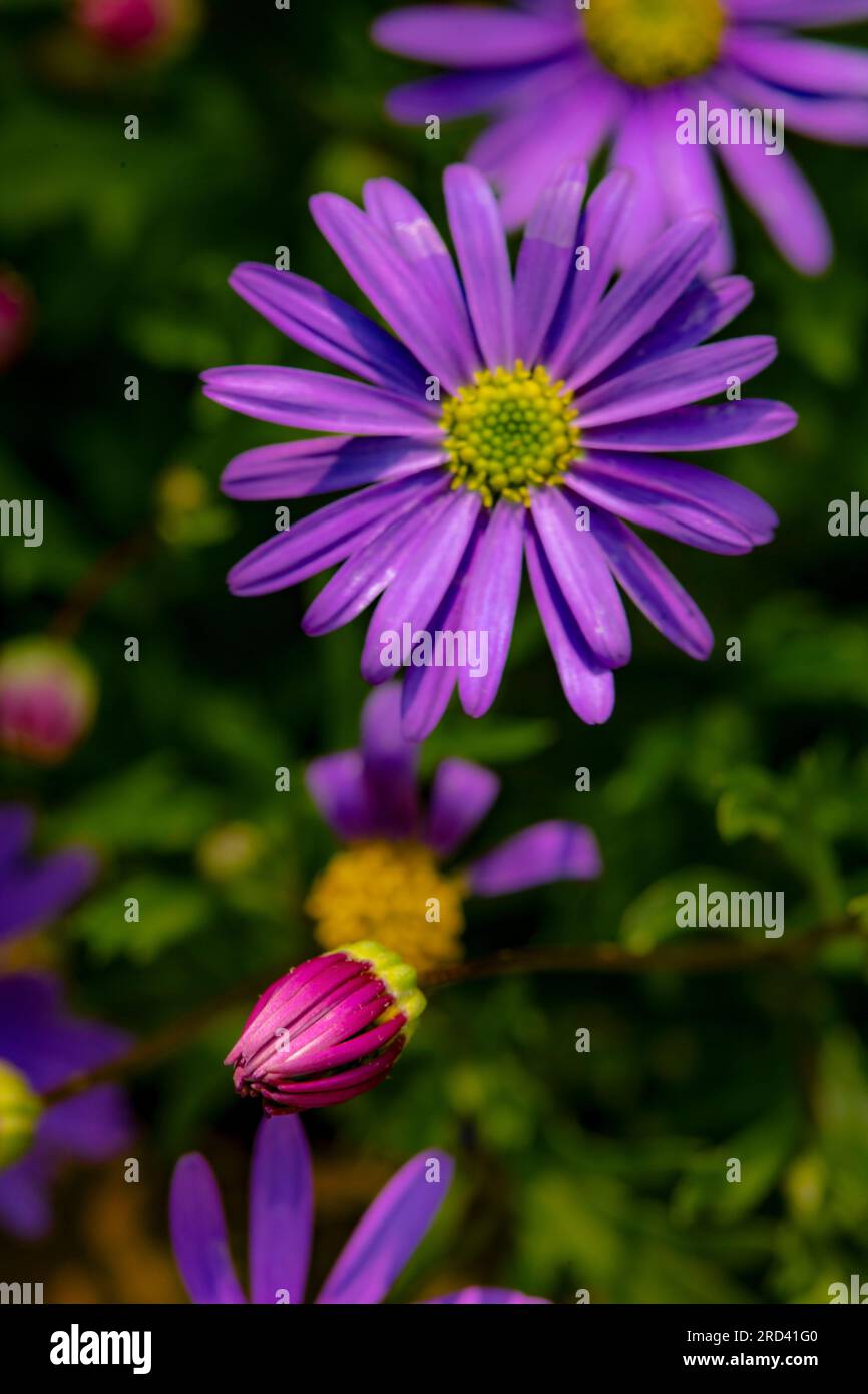 Prolific and stunning Brachyscome Angustifolia 'Brasco Violet’. Natural ...