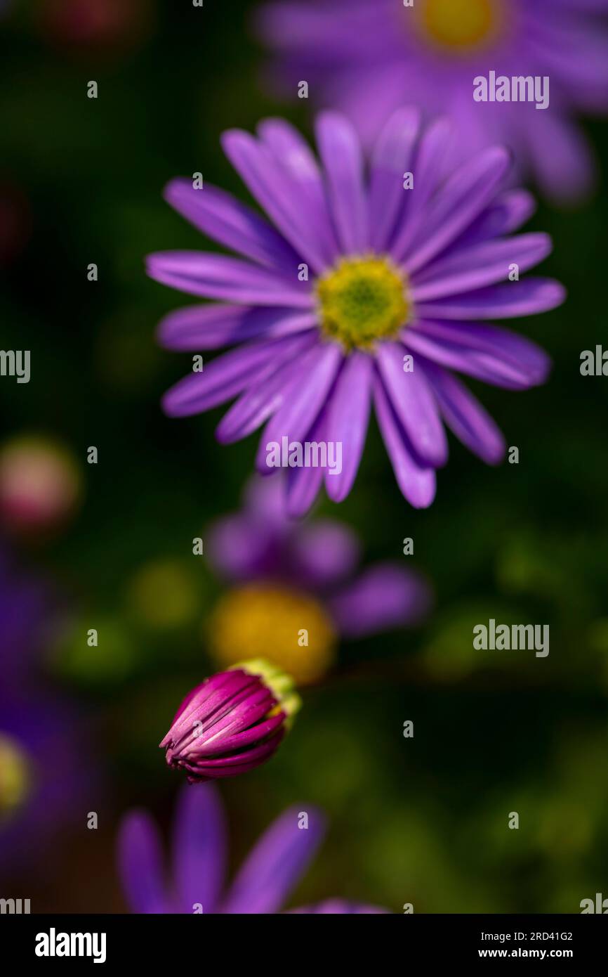 Prolific and stunning Brachyscome Angustifolia 'Brasco Violet’. Natural ...