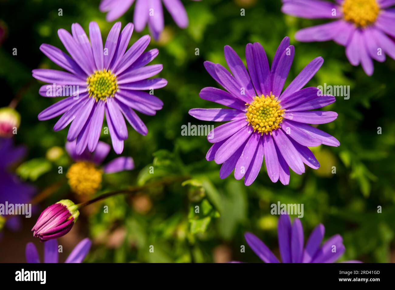 Prolific and stunning Brachyscome Angustifolia 'Brasco Violet’. Natural ...