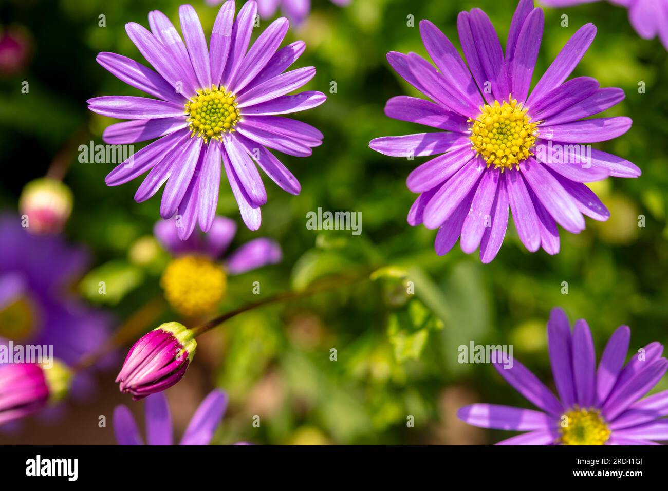 Prolific and stunning Brachyscome Angustifolia 'Brasco Violet’. Natural ...