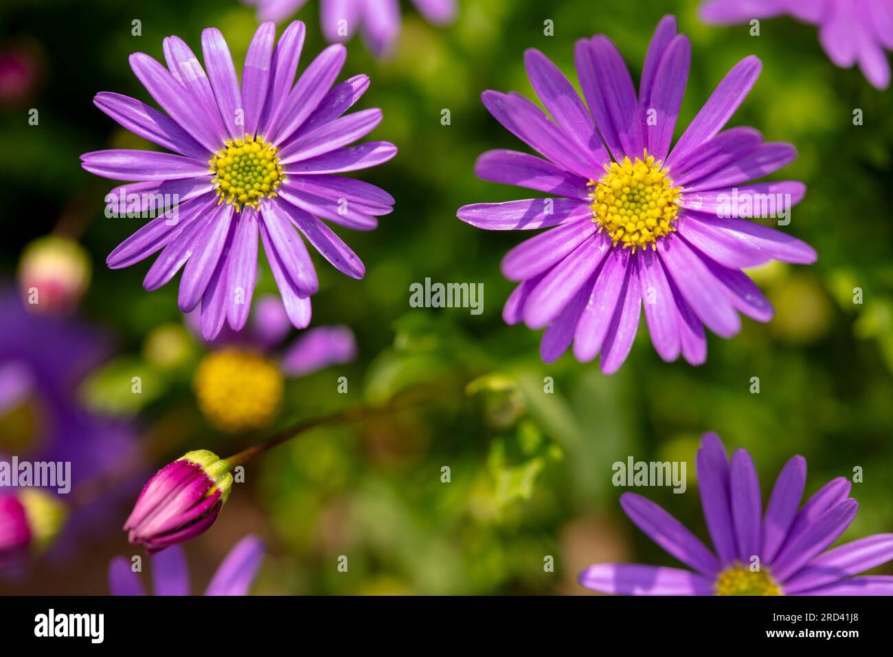 Prolific and stunning Brachyscome Angustifolia 'Brasco Violet’. Natural ...