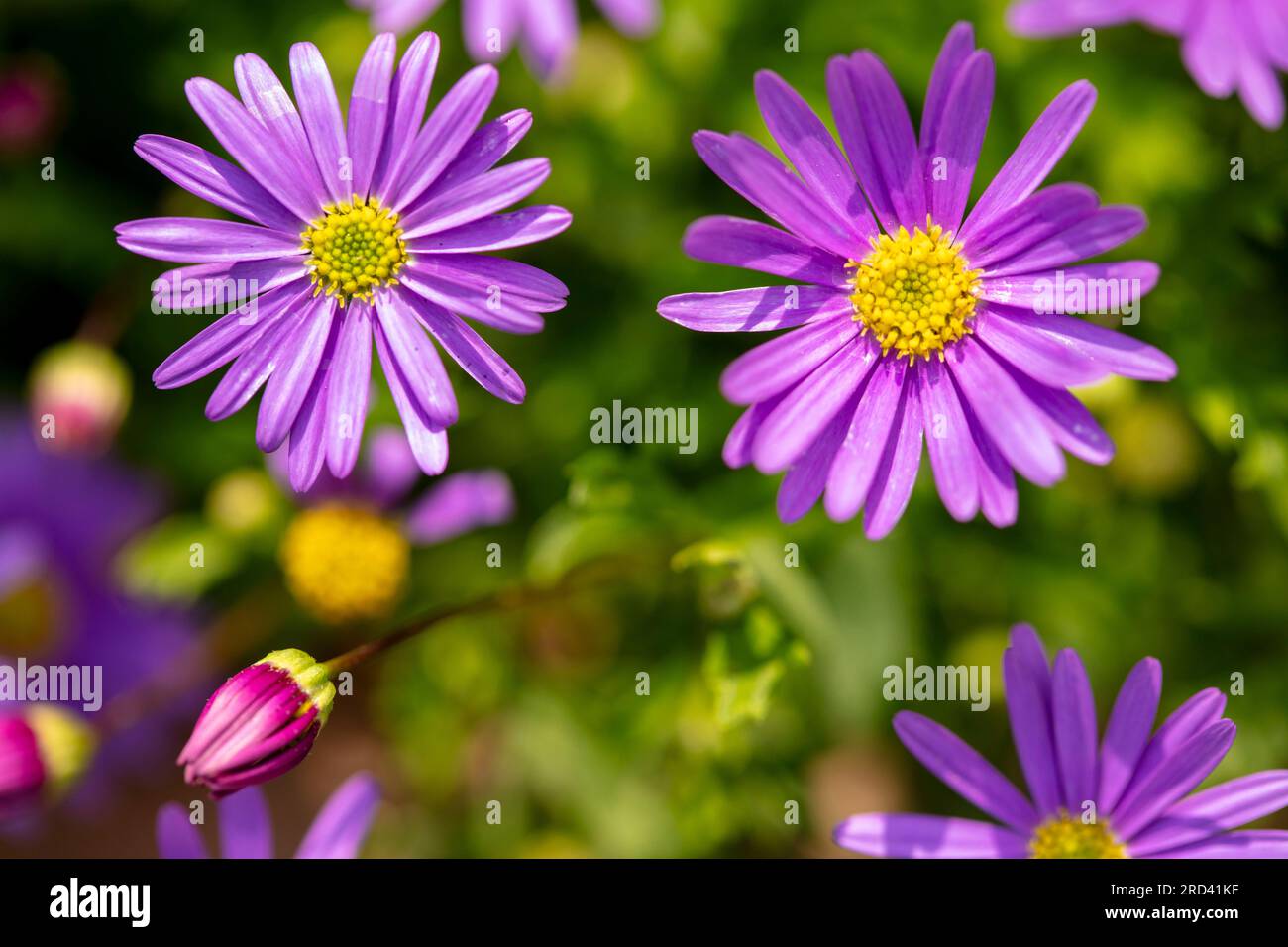 Prolific and stunning Brachyscome Angustifolia 'Brasco Violet’. Natural ...