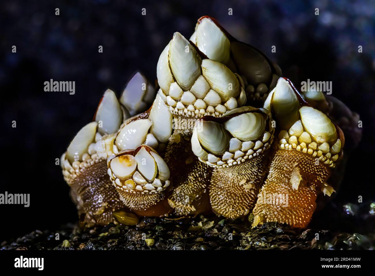 Leaf Barnacles, Pollicipes polymerous, attached to rock in sea cave at ...