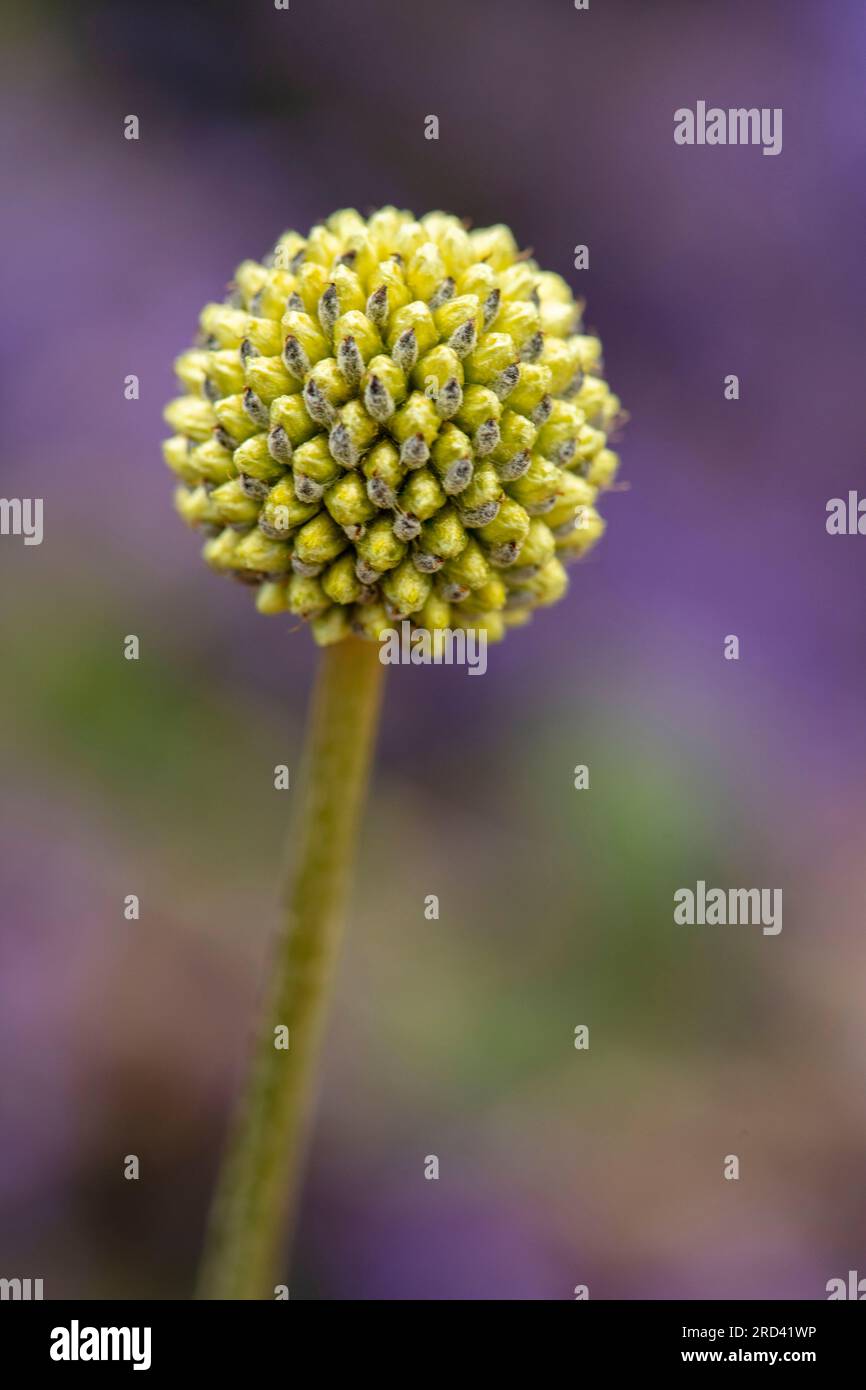 Natural close up flowering plant portrait of the intriguing Craspedia ...
