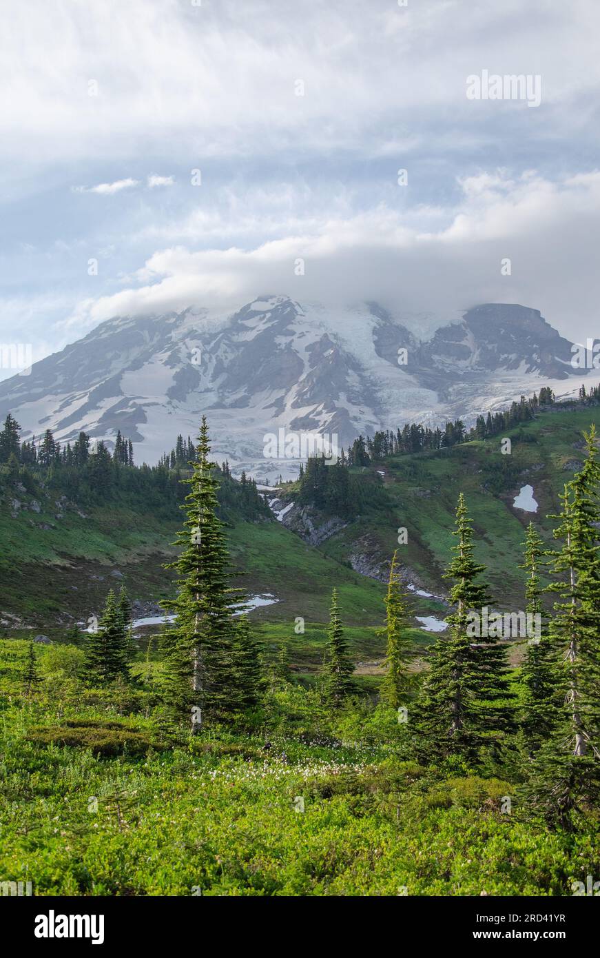 MT Rainier in Summer Stock Photo - Alamy