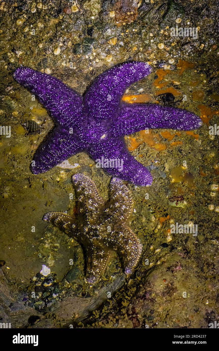 Purple-colored Ochre Sea Star, Pisaster ochraceus, with a drabber one ...