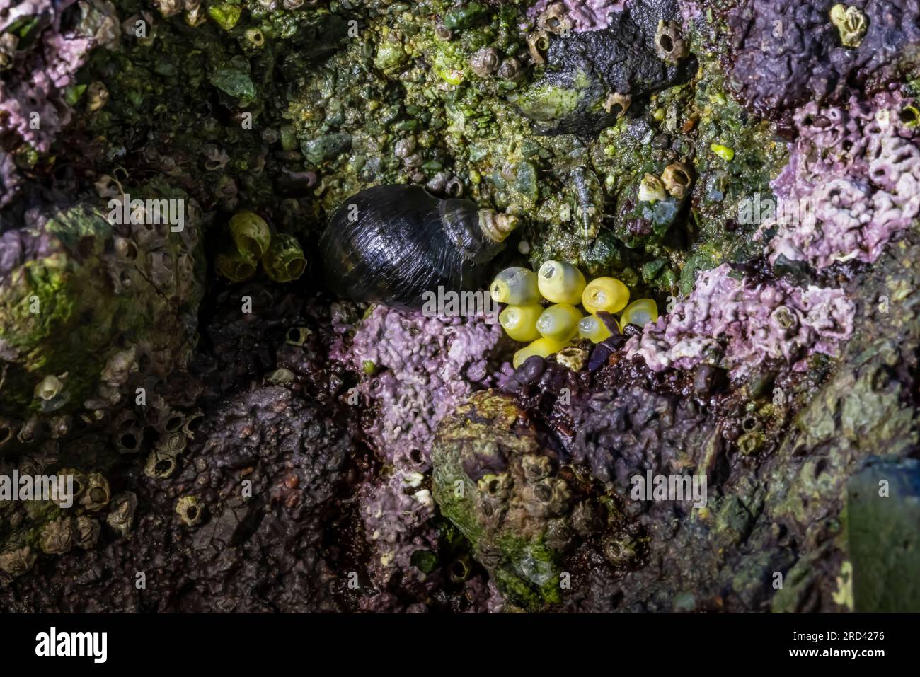 Striped Dogwinkle, Nucella ostrina, with eggs on rocks at Point of ...