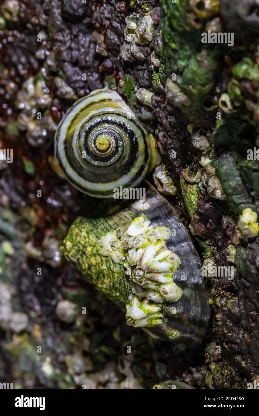 Striped Dogwinkle, Nucella ostrina, with on rocks at Point of Arches ...