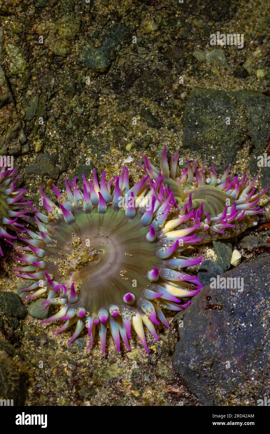 Aggregating Anemone, Anthopleura elegantissima, Point of Arches ...