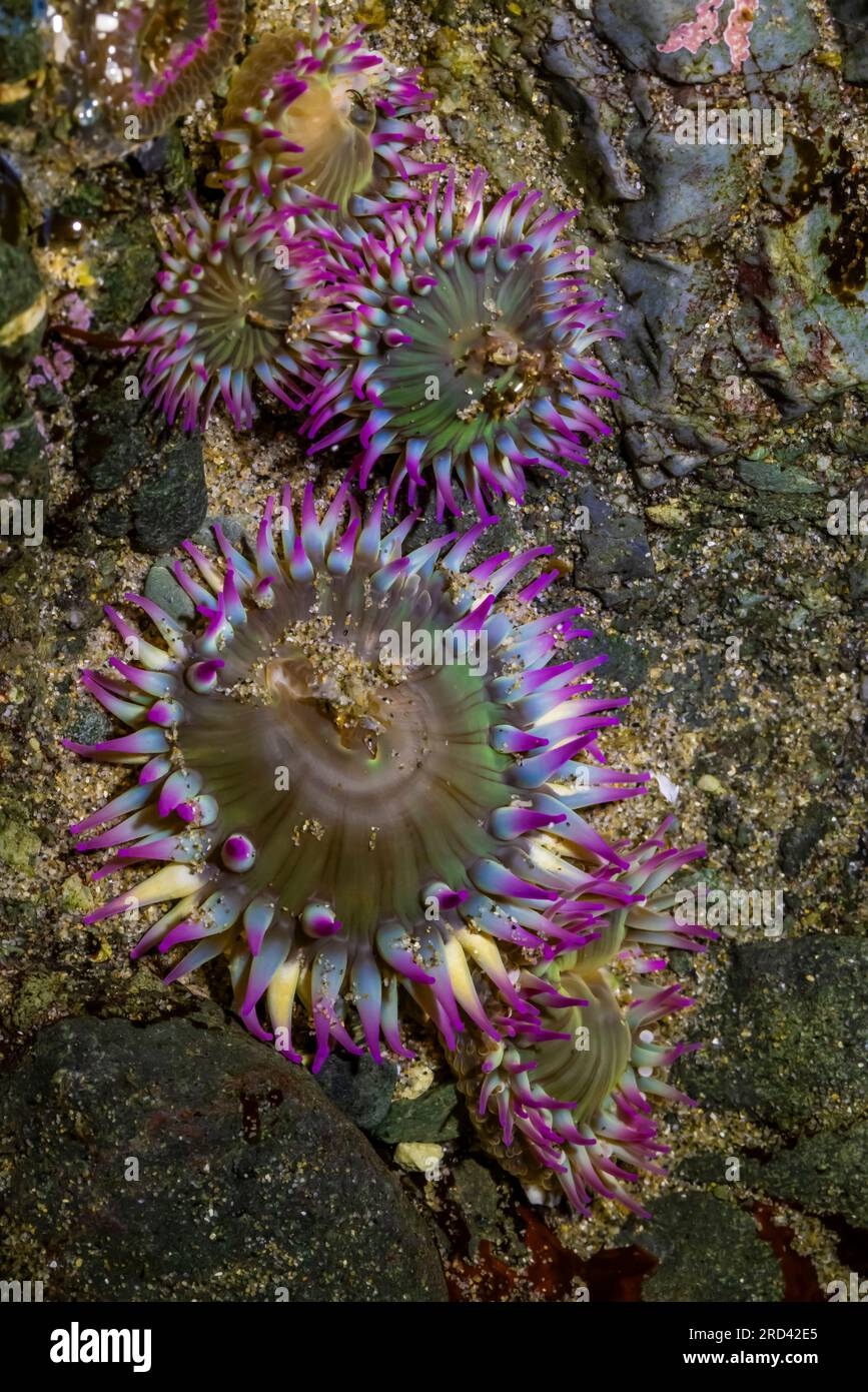 Aggregating Anemone, Anthopleura elegantissima, Point of Arches ...