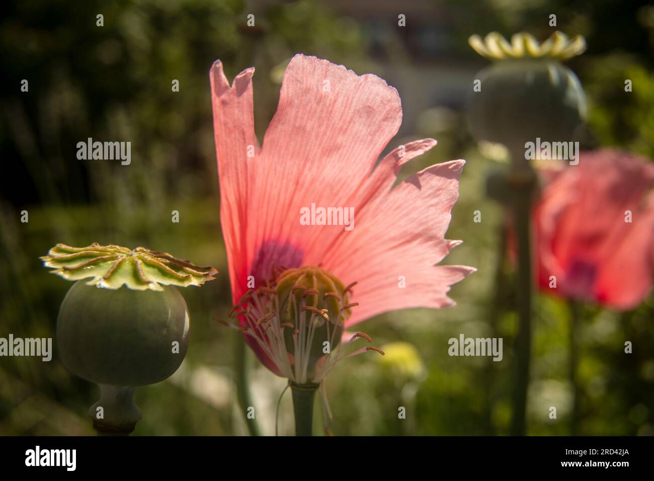 Natural close up flowering plant portrait of opium poppies (Papaver ...