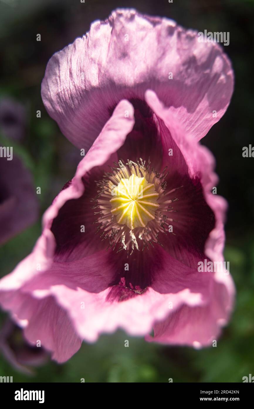 Natural close up flowering plant portrait of opium poppies (Papaver ...