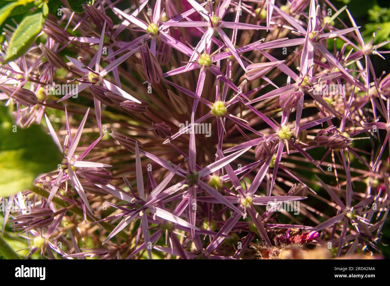 Natural semi close up environmental plant portrait showing intimate ...