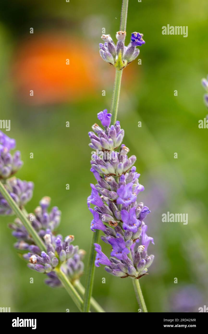 Natural very close up flowering plant portrait of aromatic Lavender ...