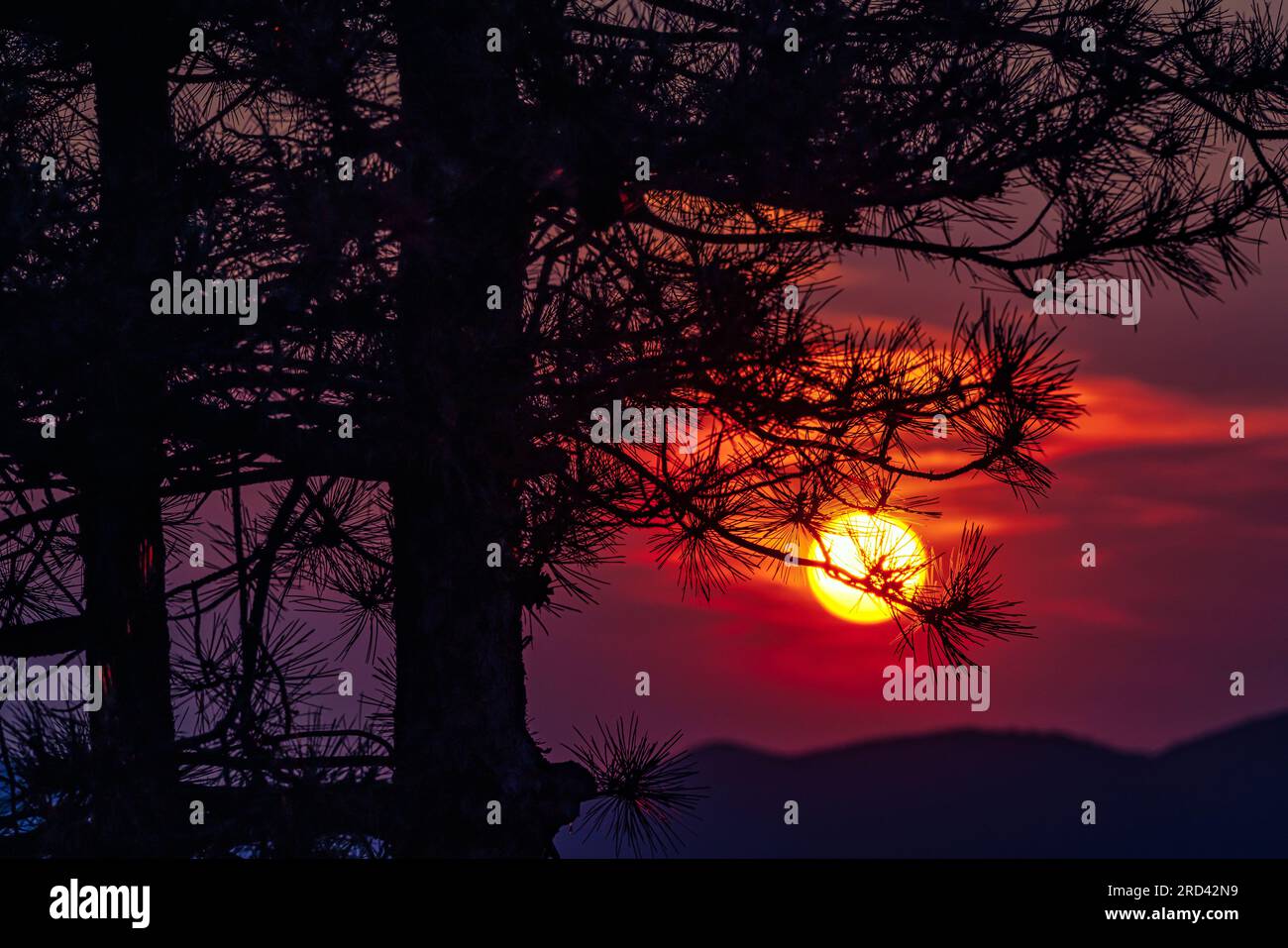 setting sun between the branches of the pine tree in the foreground ...