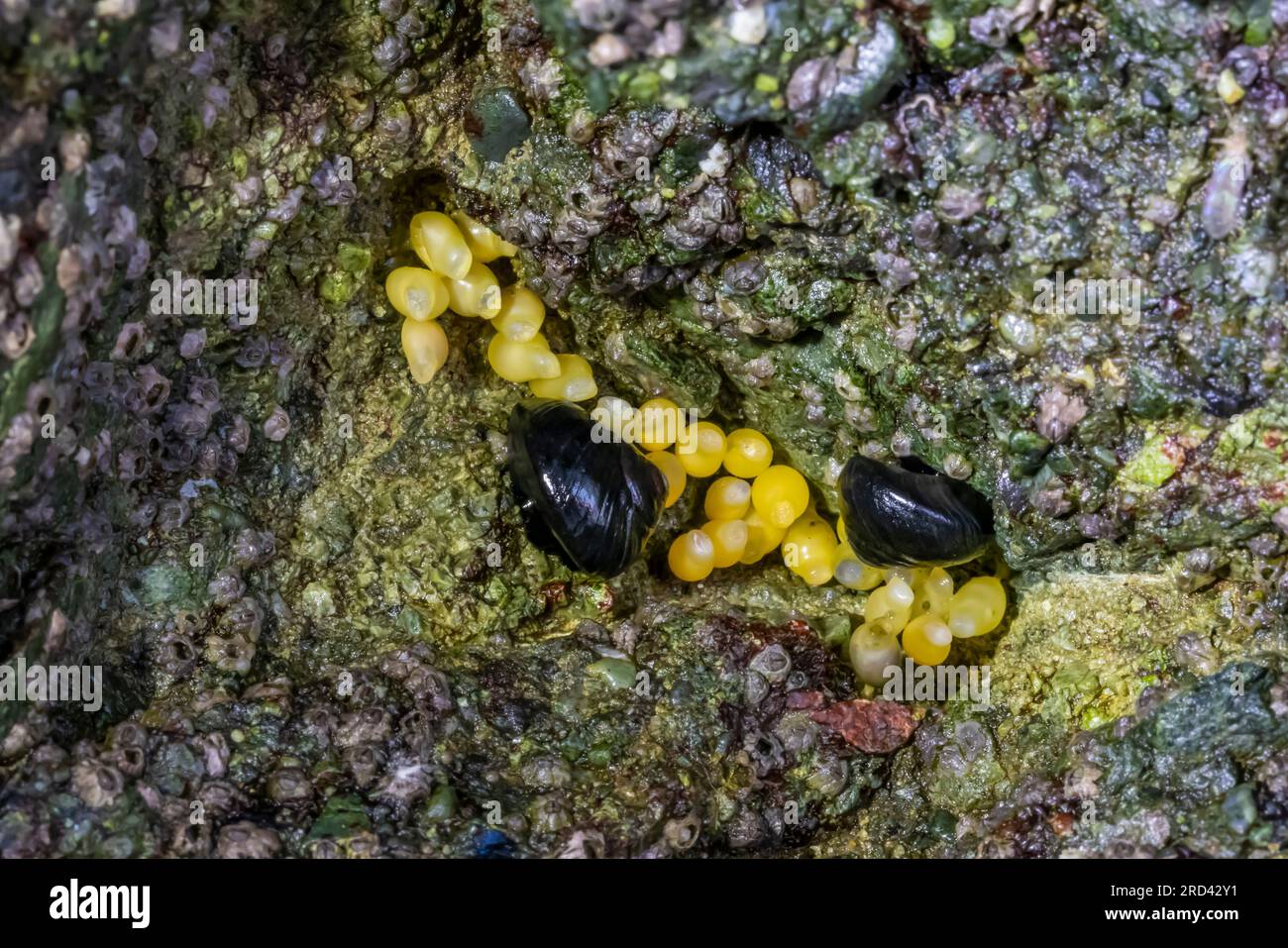 Tegula shells hi-res stock photography and images - Alamy