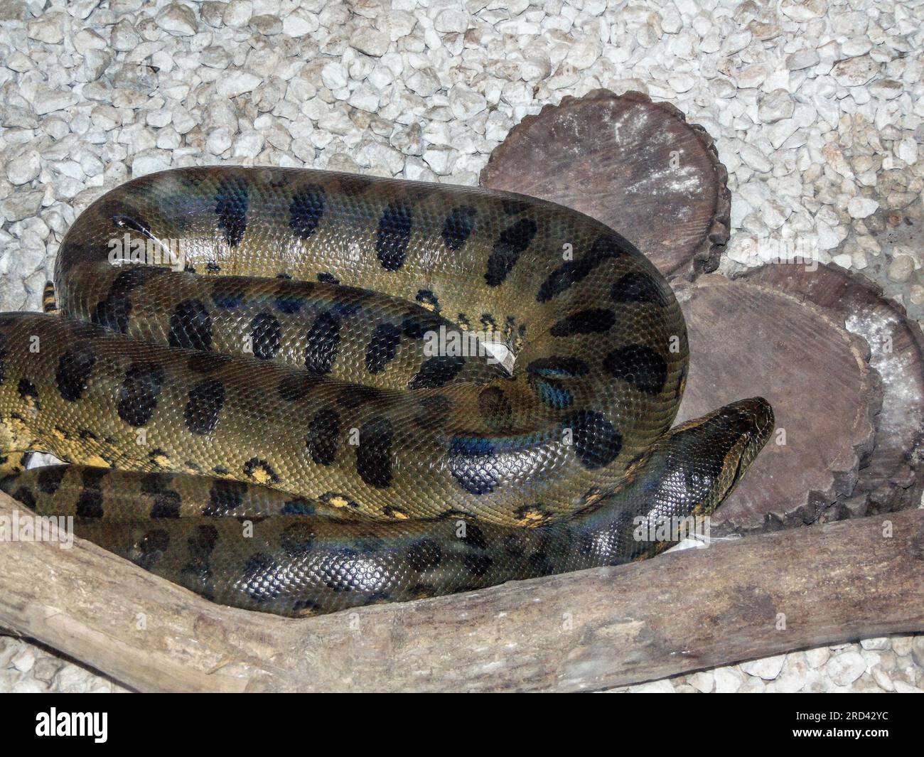 Green anaconda snake at the zoo Stock Photo - Alamy
