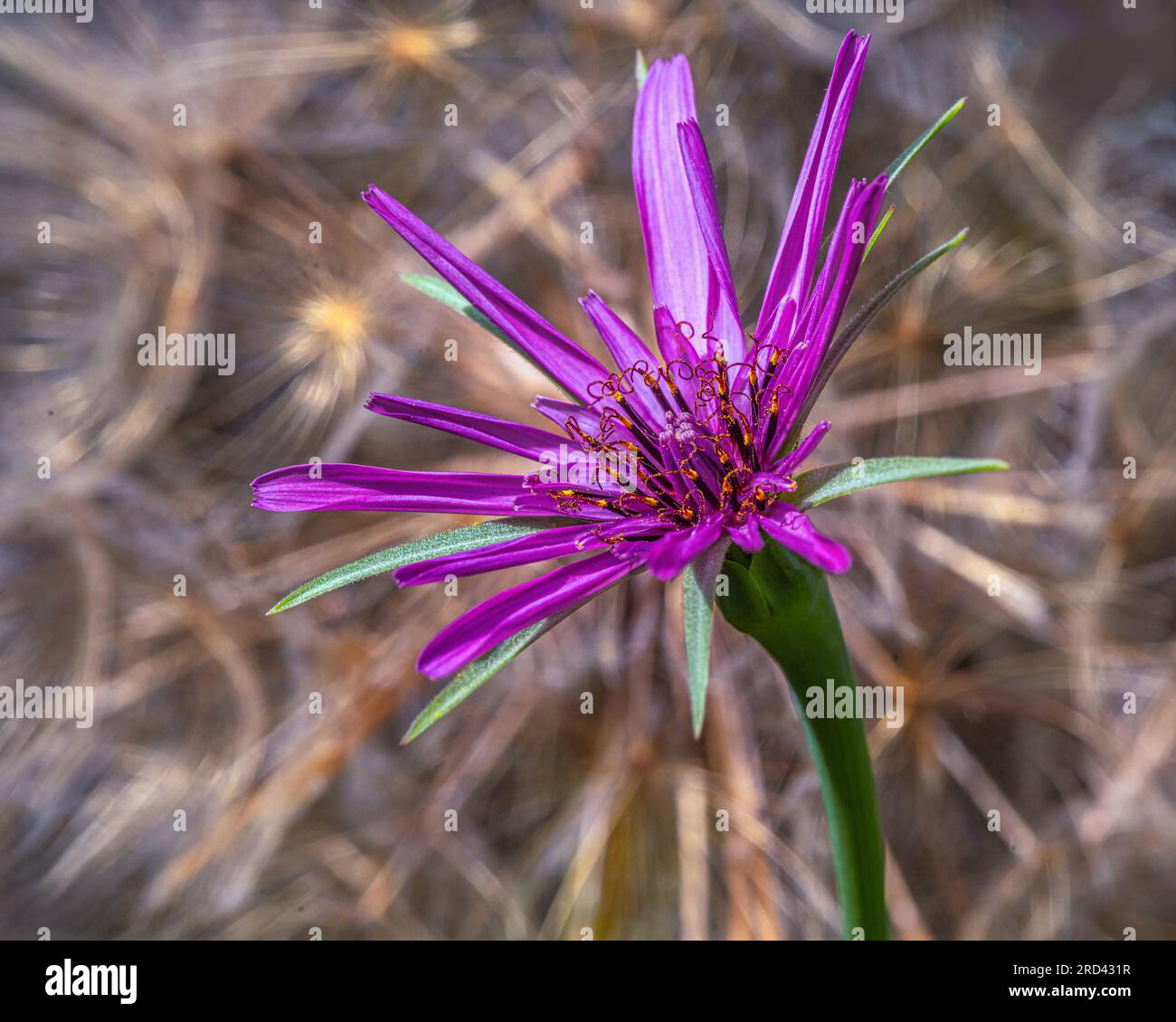 Tragopogon porrifolius is a medicinal herb which is also used as a ...