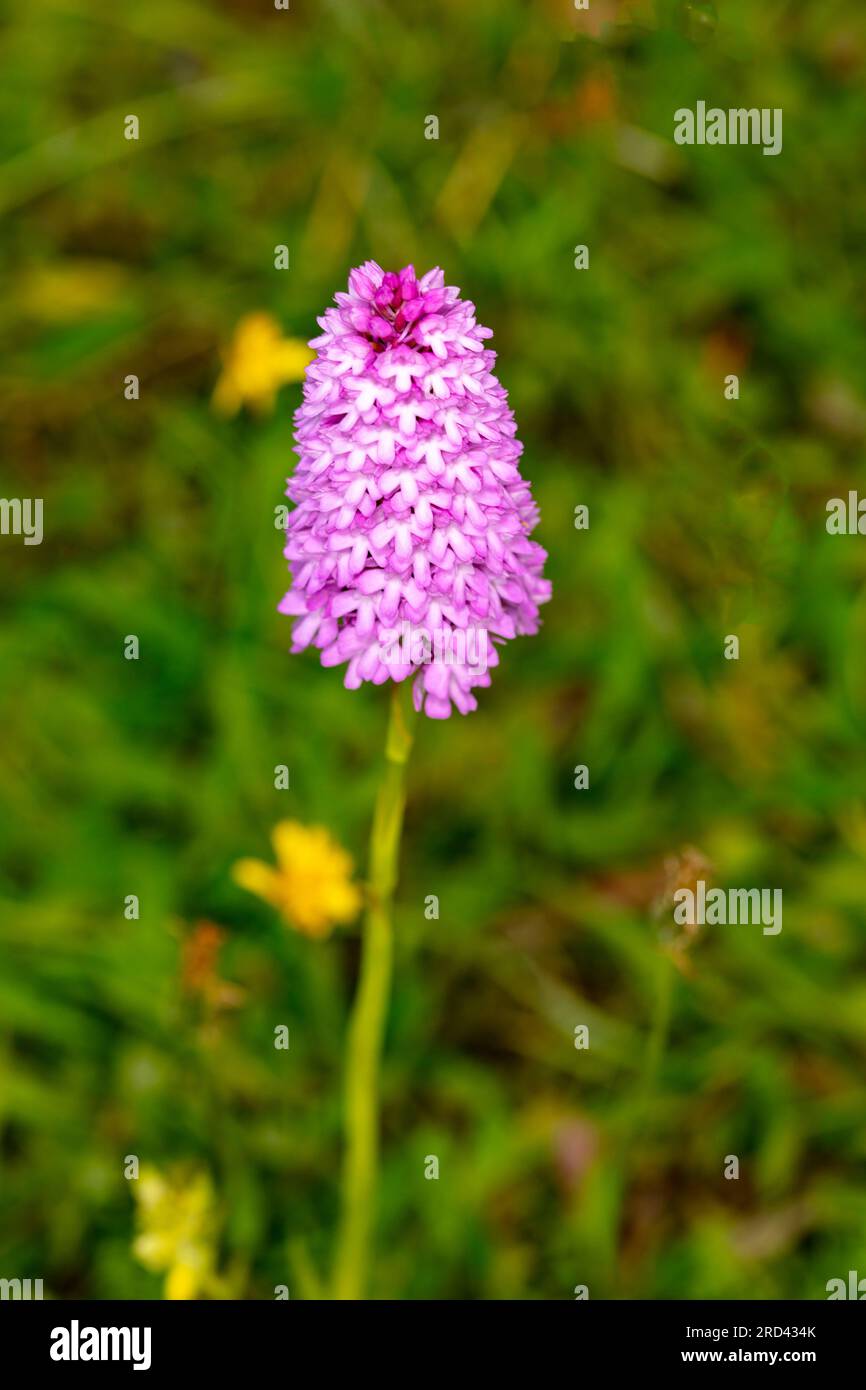 Unassumingly beautiful Anacamptis pyramidalis, pyramidal orchid ...