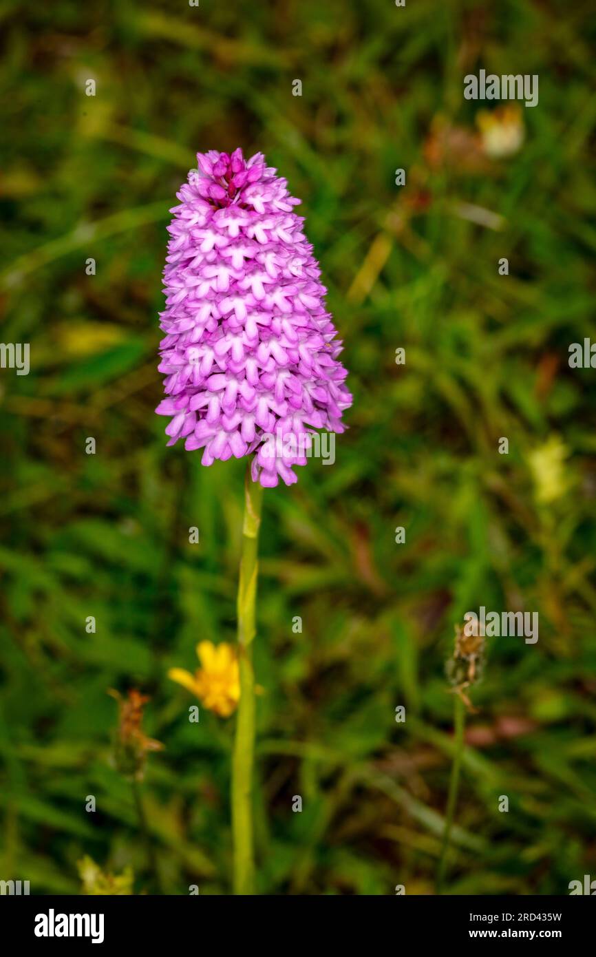 Unassumingly beautiful Anacamptis pyramidalis, pyramidal orchid ...