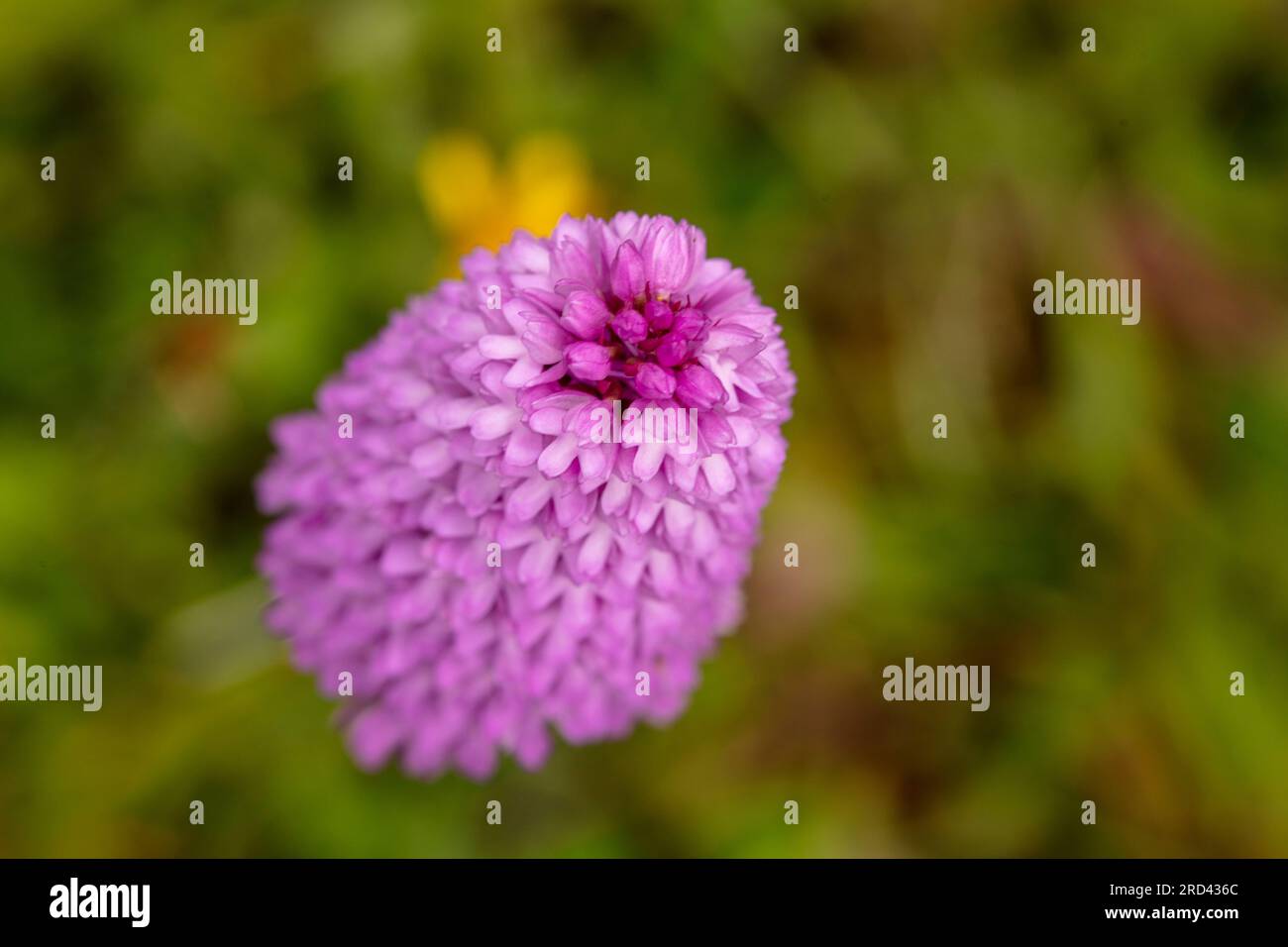 Unassumingly beautiful Anacamptis pyramidalis, pyramidal orchid ...