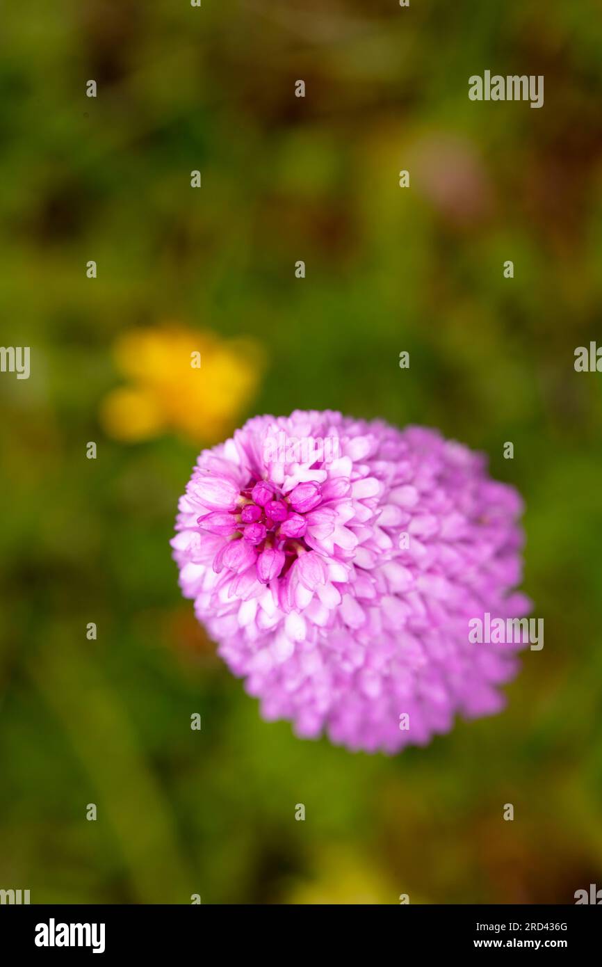 Unassumingly beautiful Anacamptis pyramidalis, pyramidal orchid ...