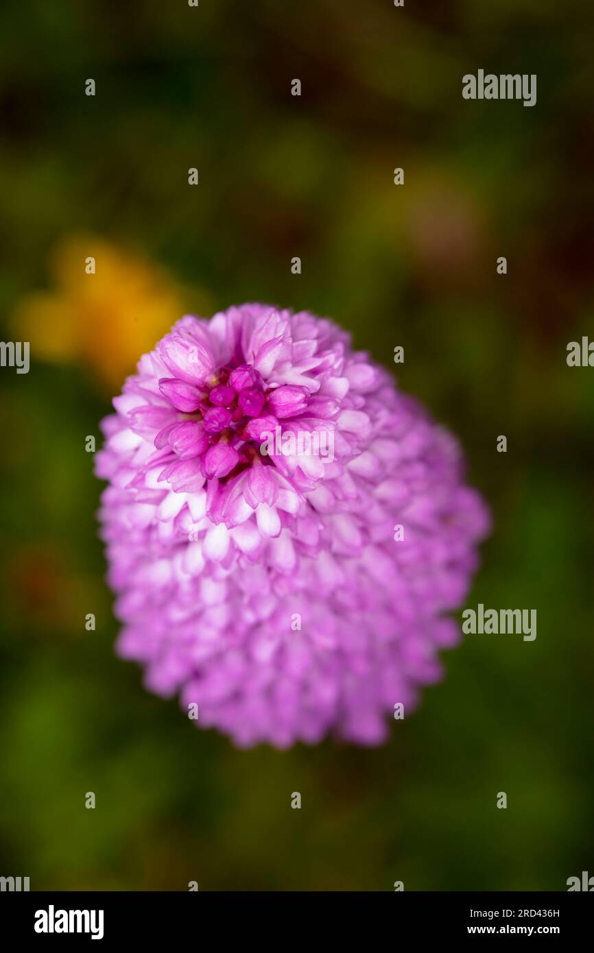 Unassumingly beautiful Anacamptis pyramidalis, pyramidal orchid ...