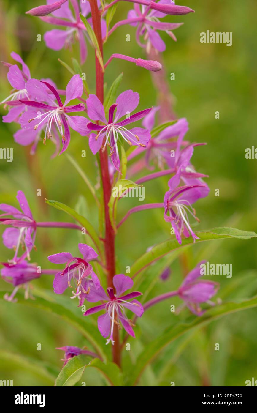 Natural close up wild flowering plant portrait of the deceptively ...