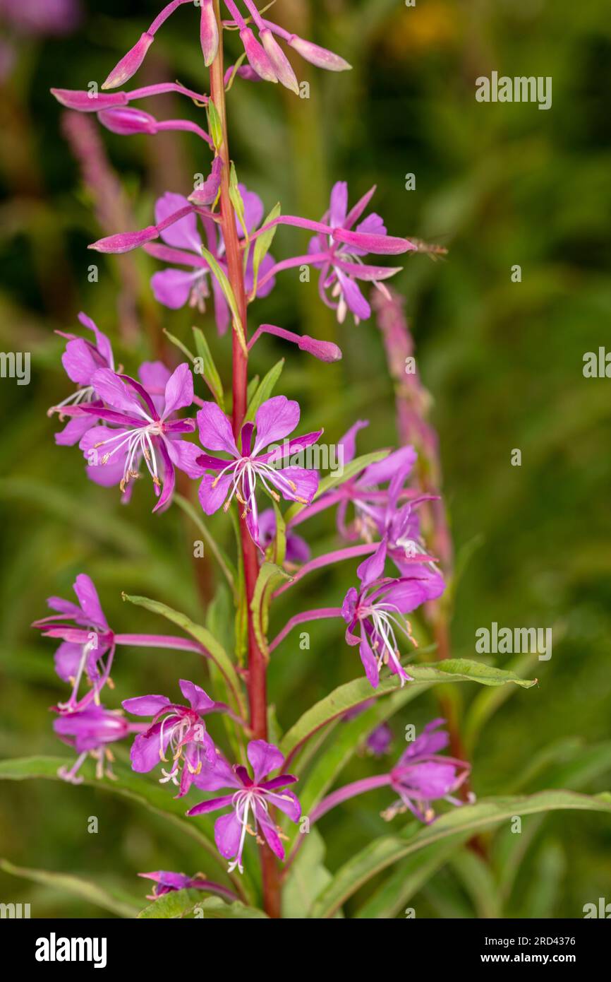 Natural close up wild flowering plant portrait of the deceptively ...