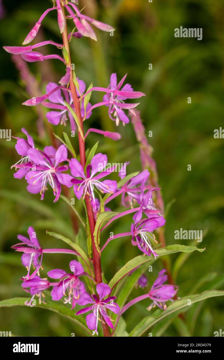 Natural close up wild flowering plant portrait of the deceptively ...