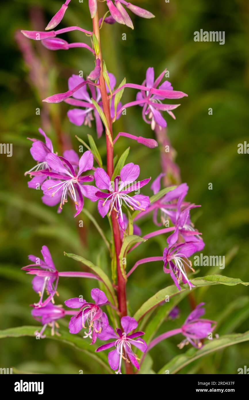 Natural close up wild flowering plant portrait of the deceptively ...