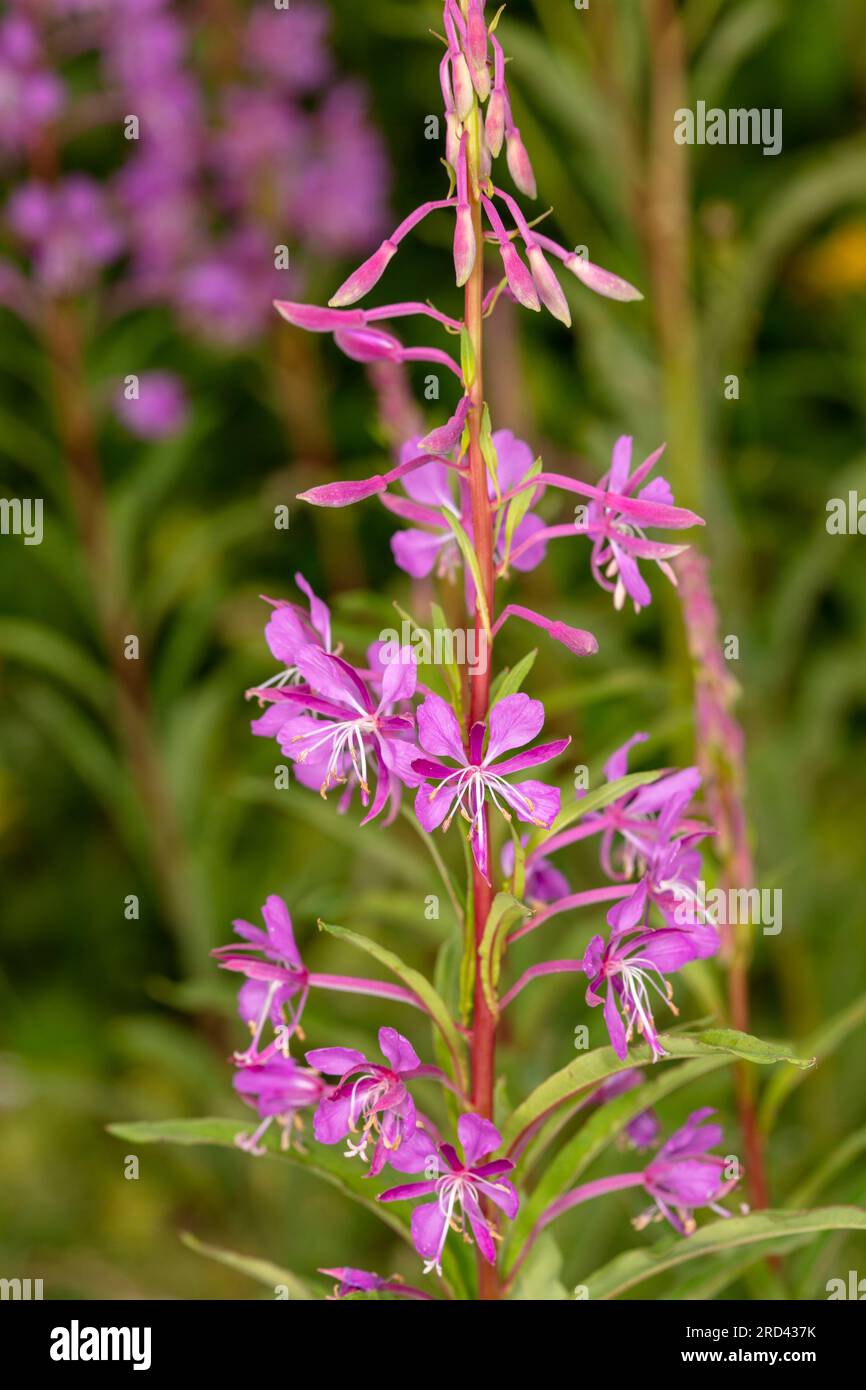 Natural close up wild flowering plant portrait of the deceptively ...