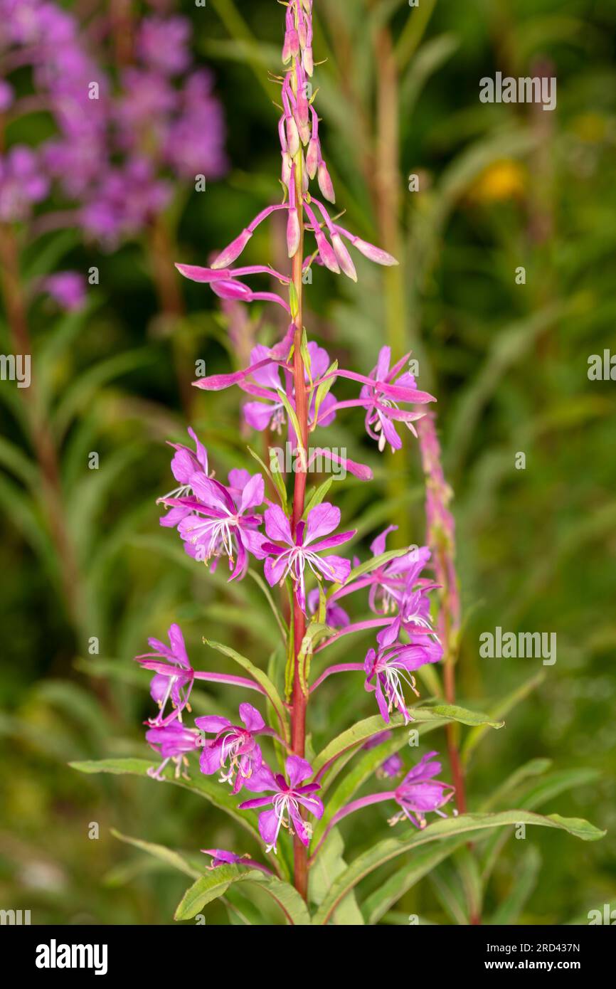 Natural close up wild flowering plant portrait of the deceptively ...