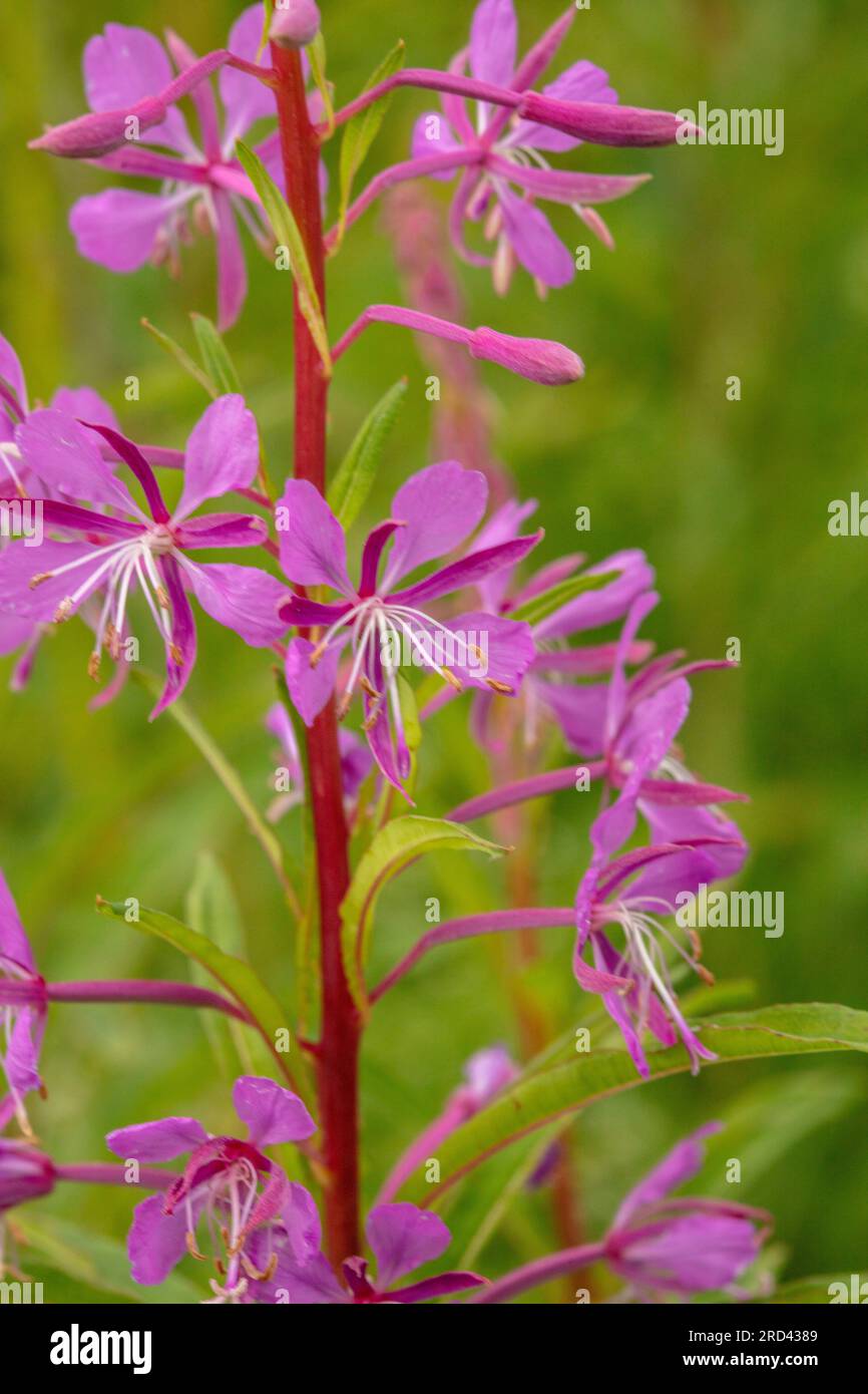 Natural close up wild flowering plant portrait of the deceptively ...