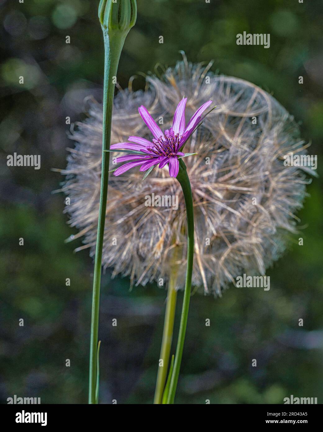 Tragopogon porrifolius is a medicinal herb which is also used as a ...