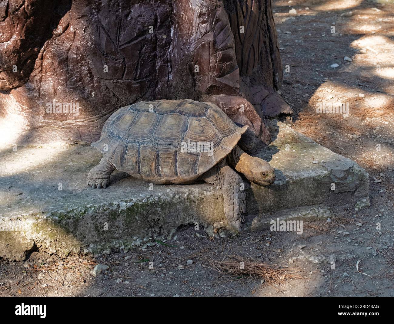 Big turtle in a zoo Stock Photo - Alamy