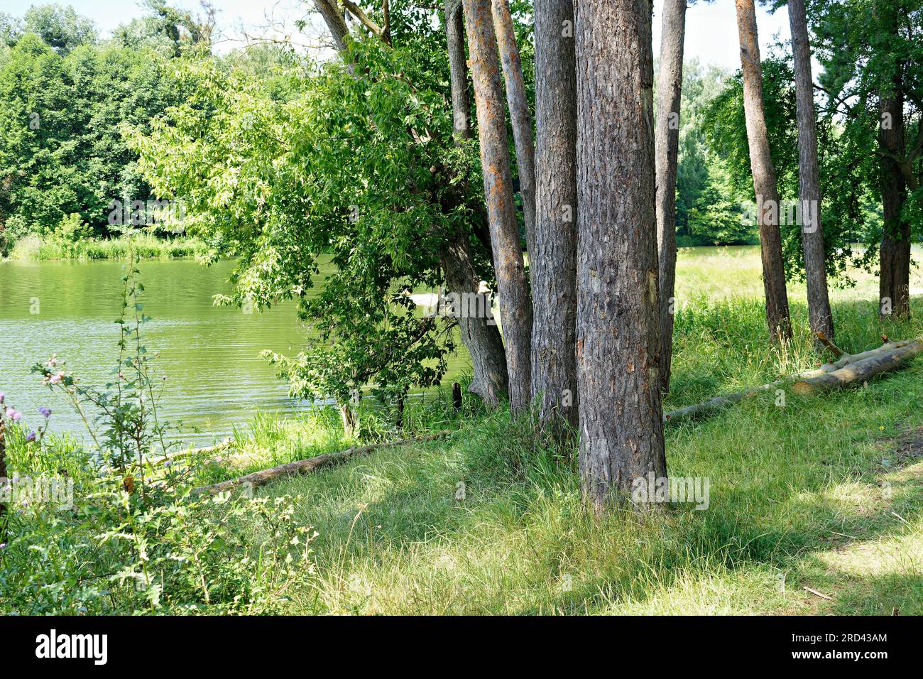 trees on the lake Stock Photo - Alamy